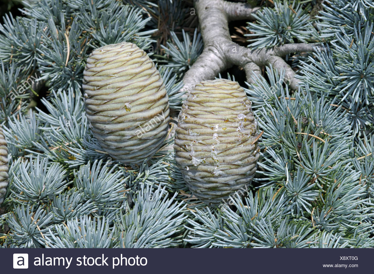 Cedrus Atlantica Glauca Atlas Cedar High Resolution Stock Photography ...