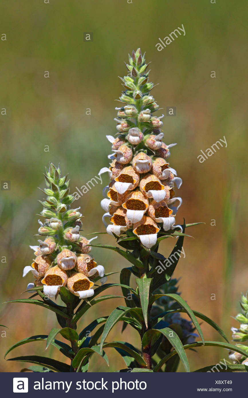 Acanthus Balcanicus High Resolution Stock Photography and Images - Alamy