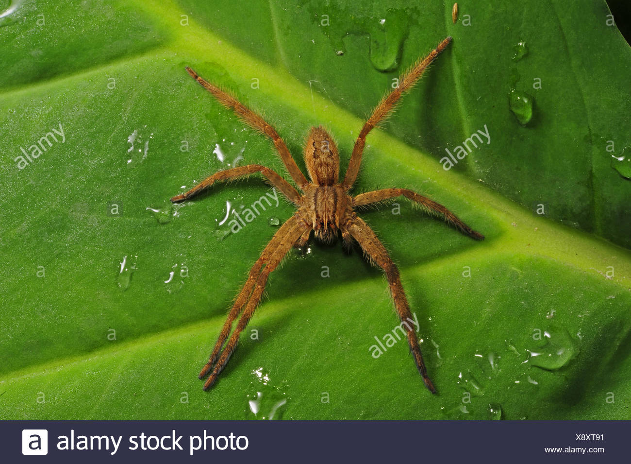 Wet Spider High Resolution Stock Photography and Images - Alamy