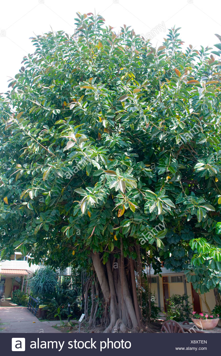 Indian Rubber Tree Ficus Elastica High Resolution Stock Photography and ...