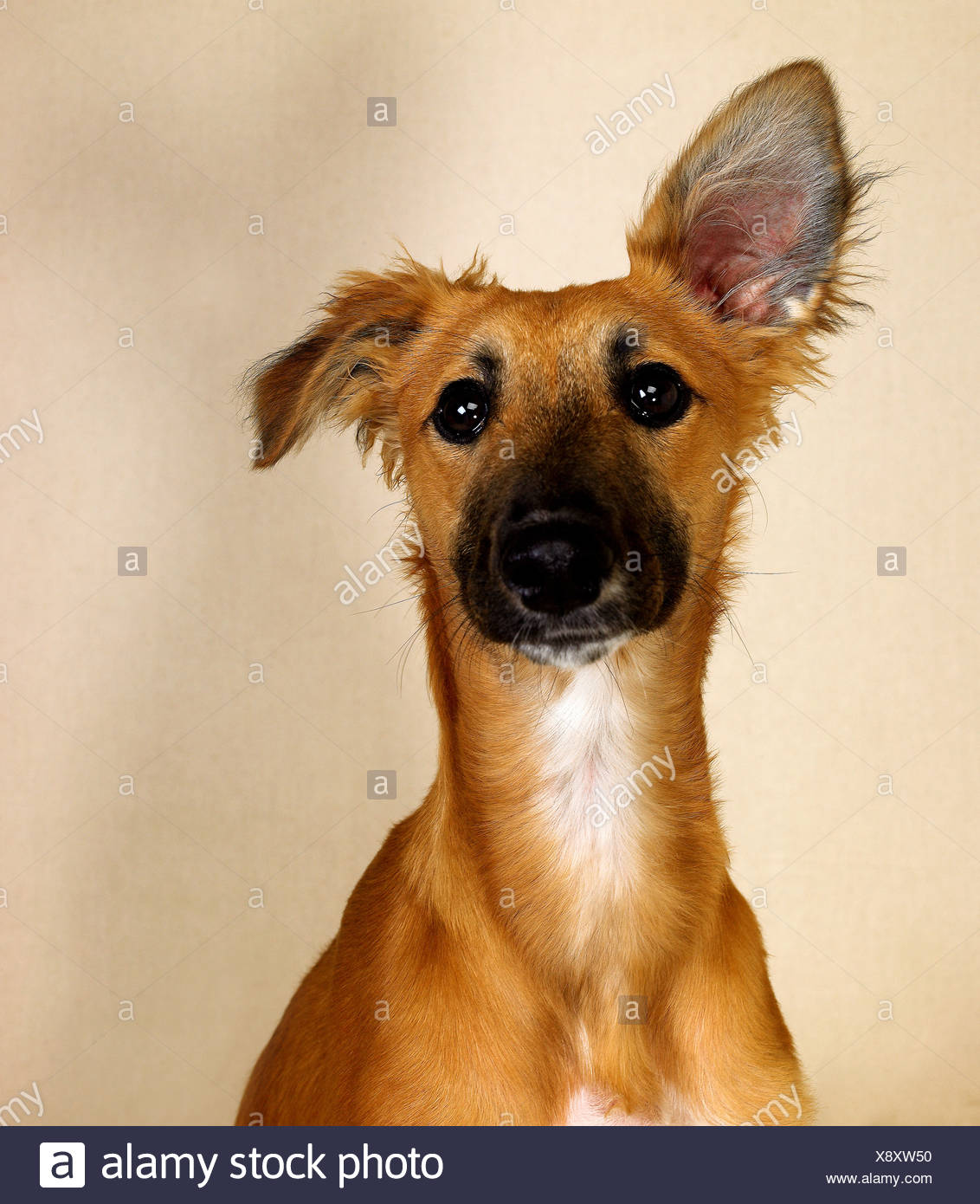 Lurcher High Resolution Stock Photography and Images - Alamy