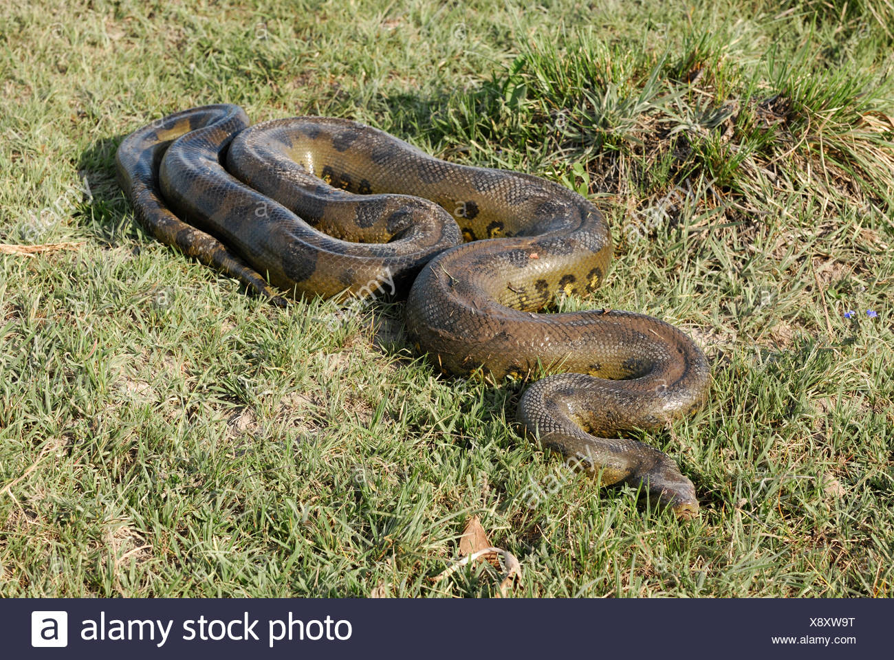 Green Anaconda Eunectes Murinus Adult High Resolution Stock Photography ...