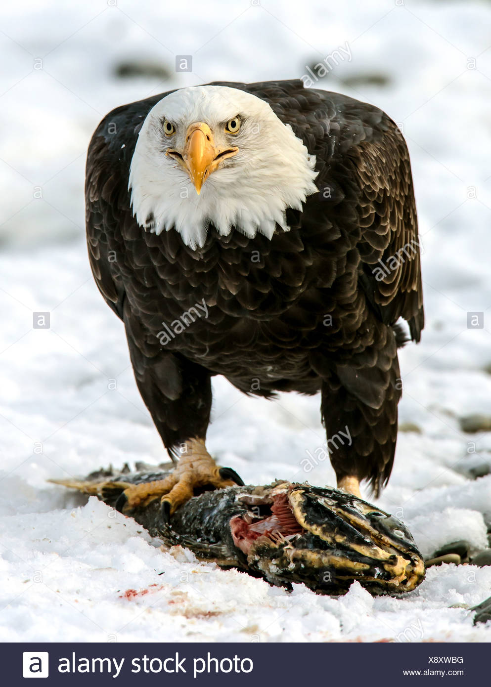 American Bald Eagle Standing On Stock Photos & American Bald Eagle ...