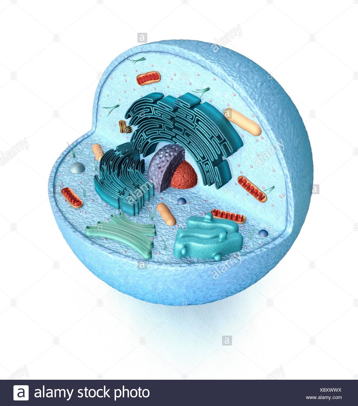 Prokaryotic Cell Structure High Resolution Stock Photography and Images ...