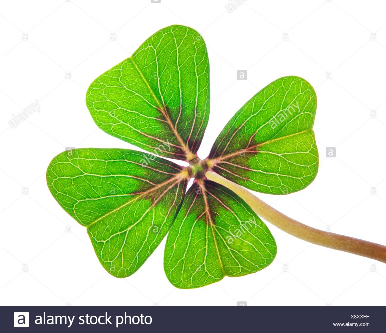 Four Leaf Clover Cutout High Resolution Stock Photography and Images ...