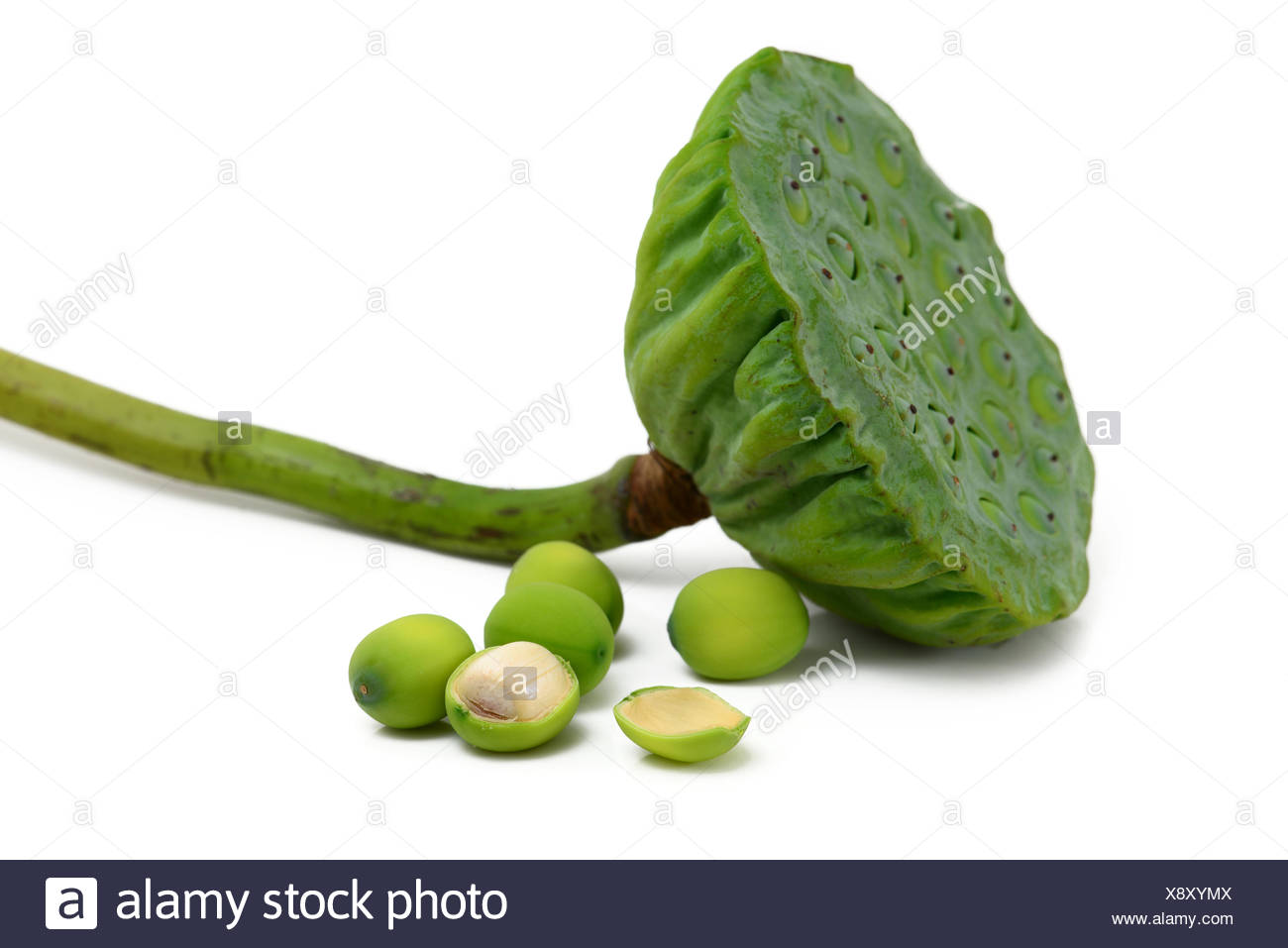 Lily Seed Pods High Resolution Stock Photography and Images - Alamy