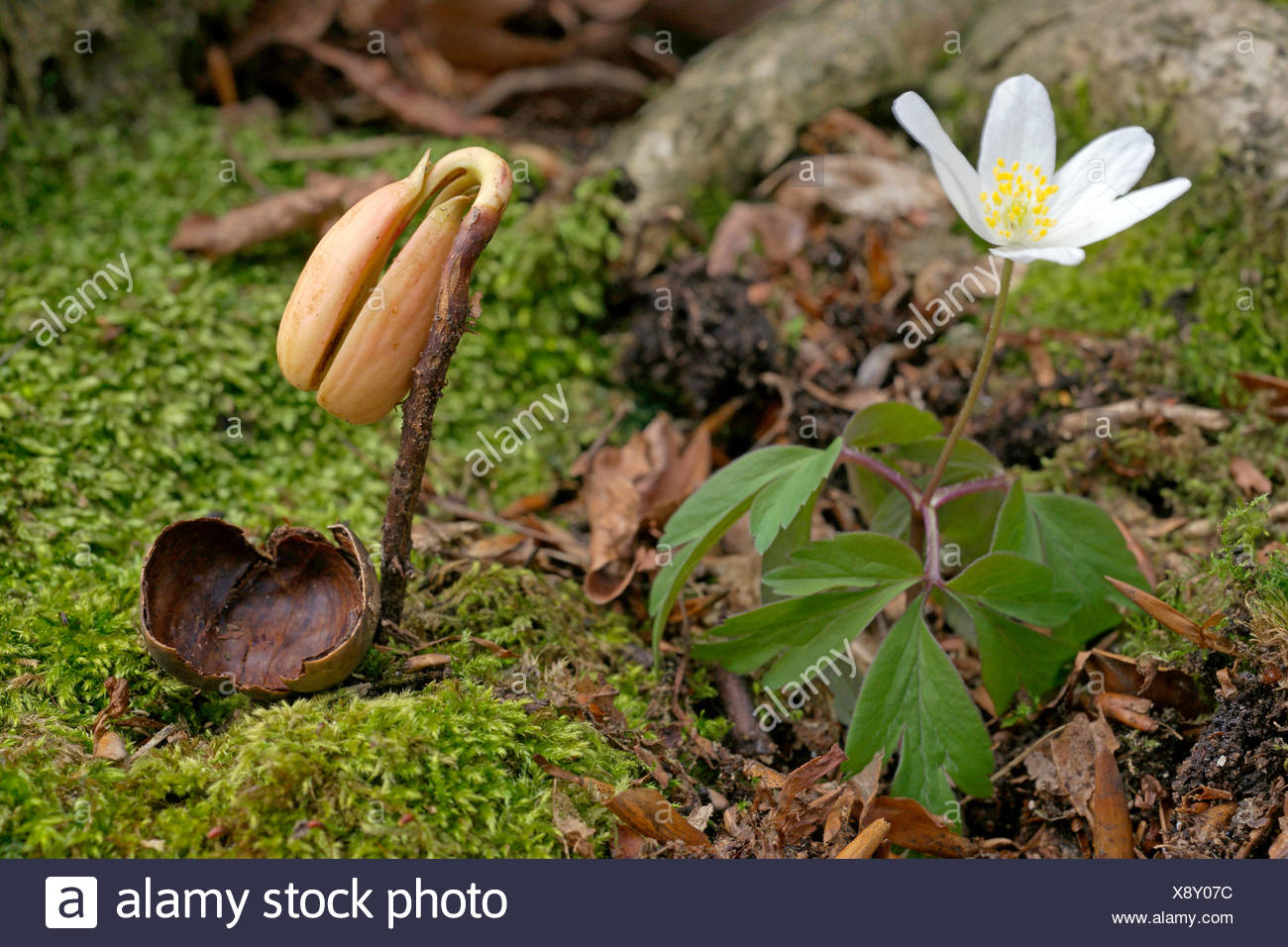 Angiosperm Life Cycle High Resolution Stock Photography and Images - Alamy
