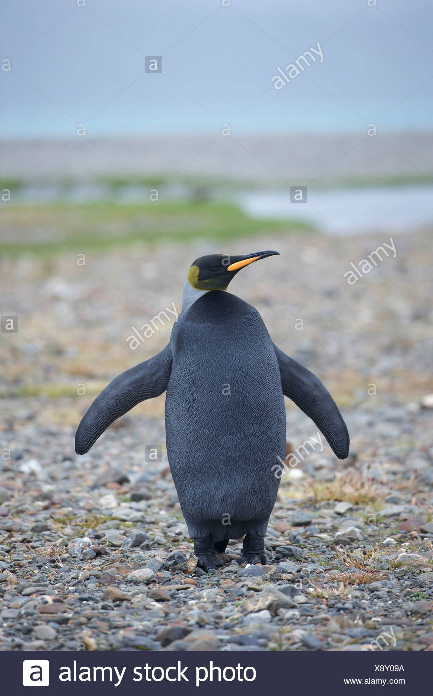 Melanistic Penguin Stock Photos & Melanistic Penguin Stock Images - Alamy