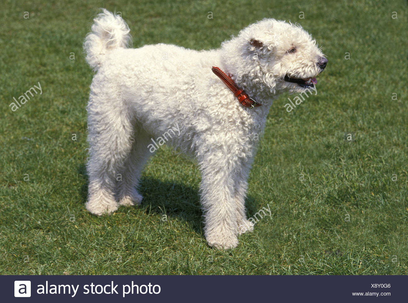 Hungarian Pumi Stock Photos & Hungarian Pumi Stock Images - Alamy