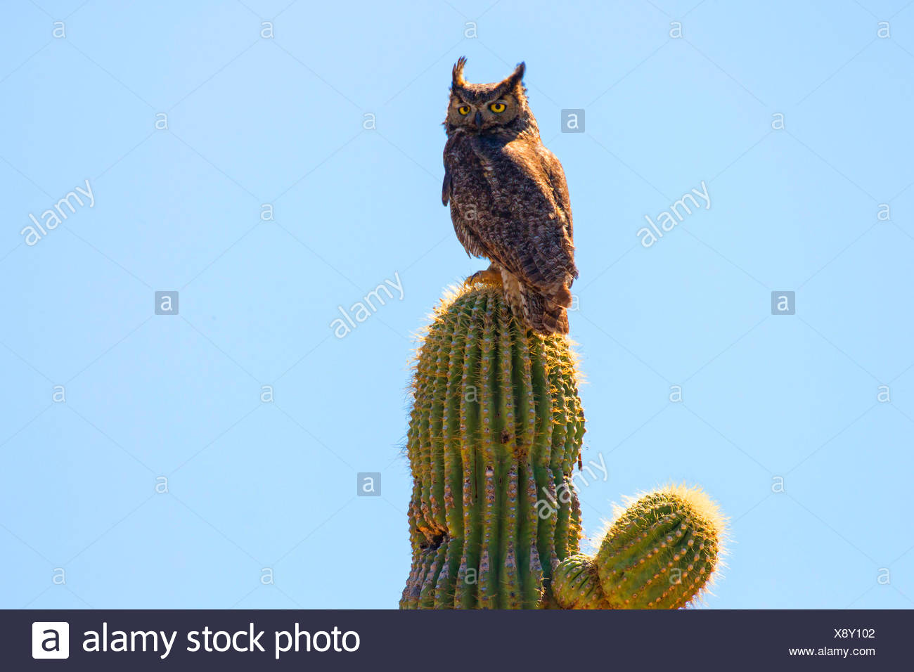 Saguaro Cactus Animal High Resolution Stock Photography and Images - Alamy