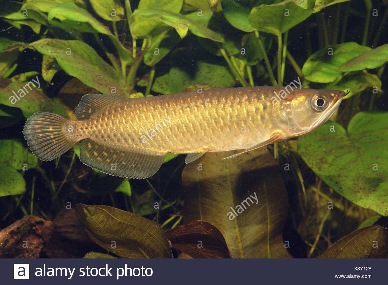 Spotted Bonytongue High Resolution Stock Photography and Images - Alamy