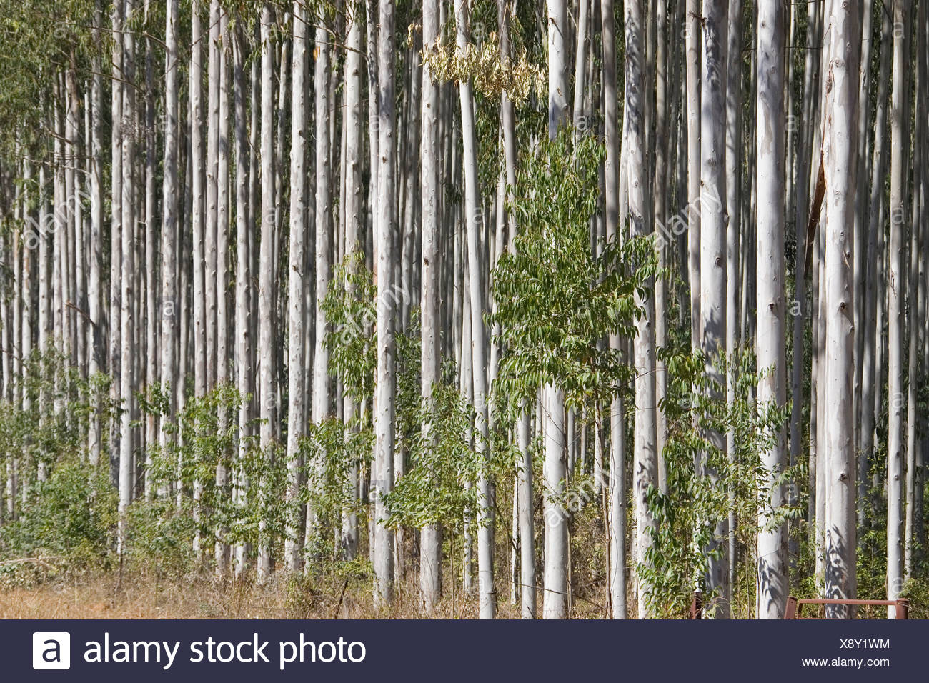 Monokulturen High Resolution Stock Photography and Images - Alamy