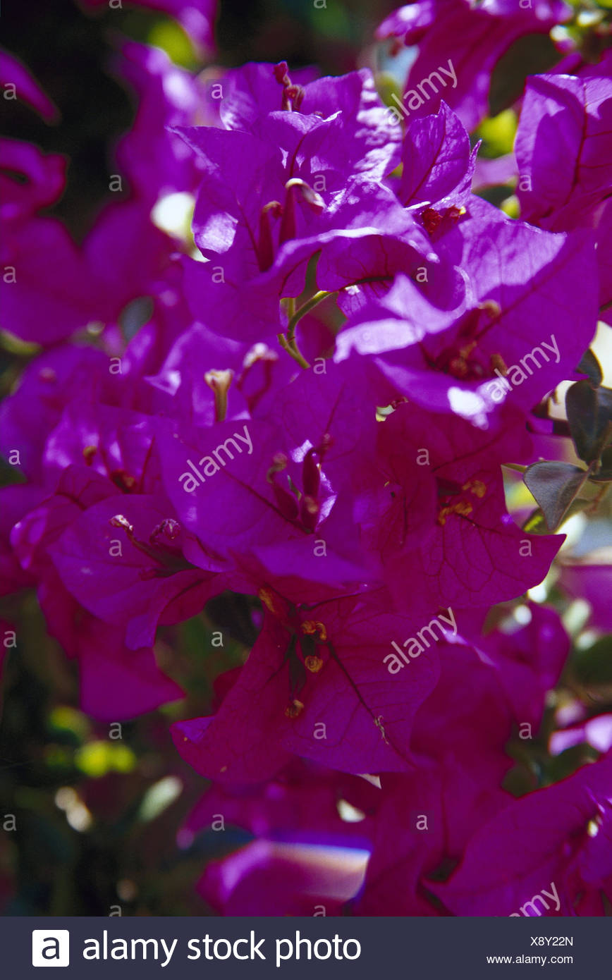 Sore Flower Plants High Resolution Stock Photography and Images - Alamy