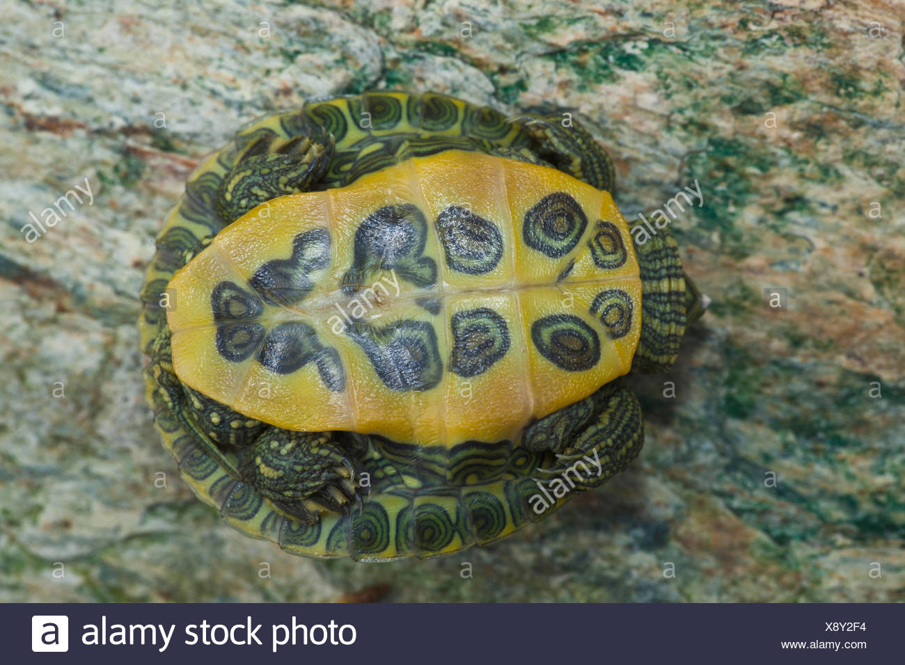Turtle Plastron High Resolution Stock Photography and Images - Alamy