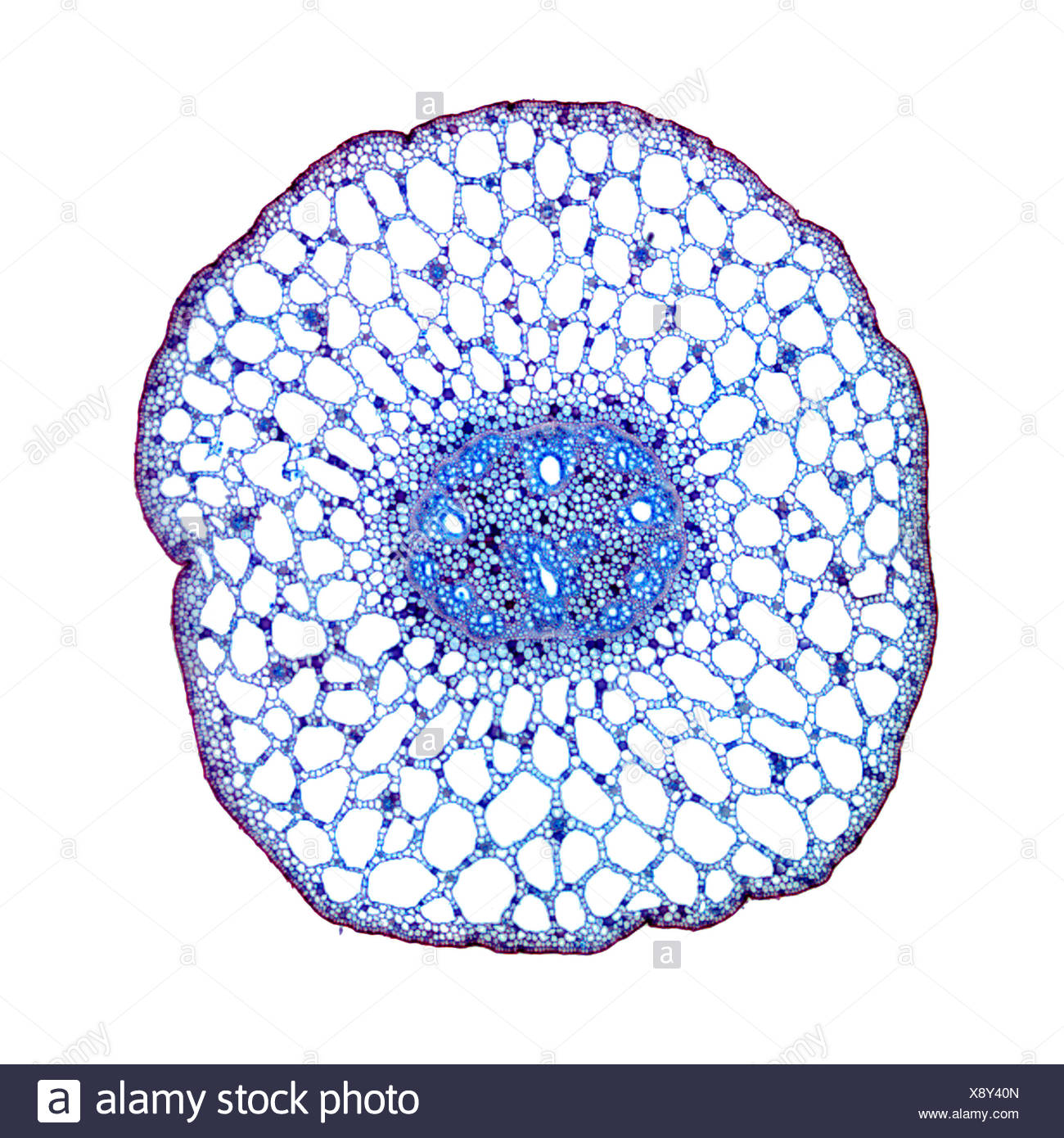 Physiological Structure High Resolution Stock Photography and Images ...