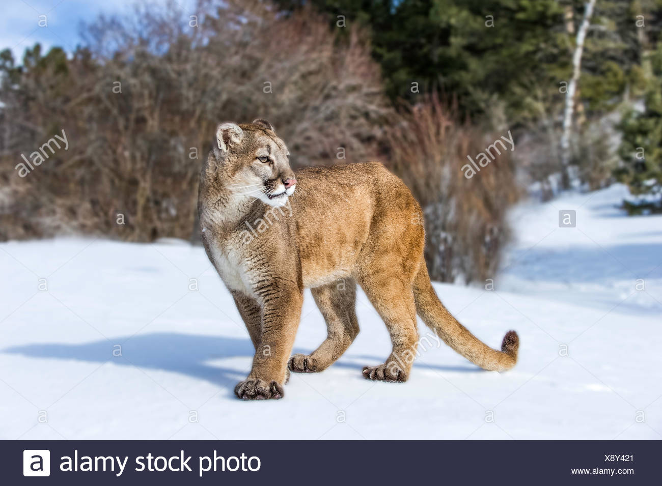 Captive Mountain Lion High Resolution Stock Photography and Images - Alamy