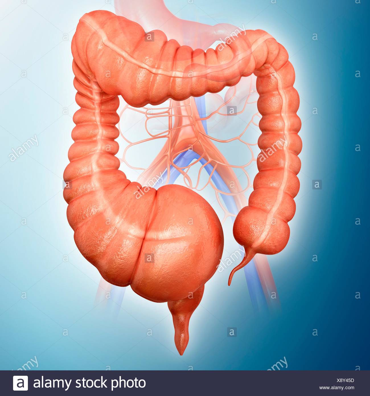 Megacolon High Resolution Stock Photography and Images - Alamy