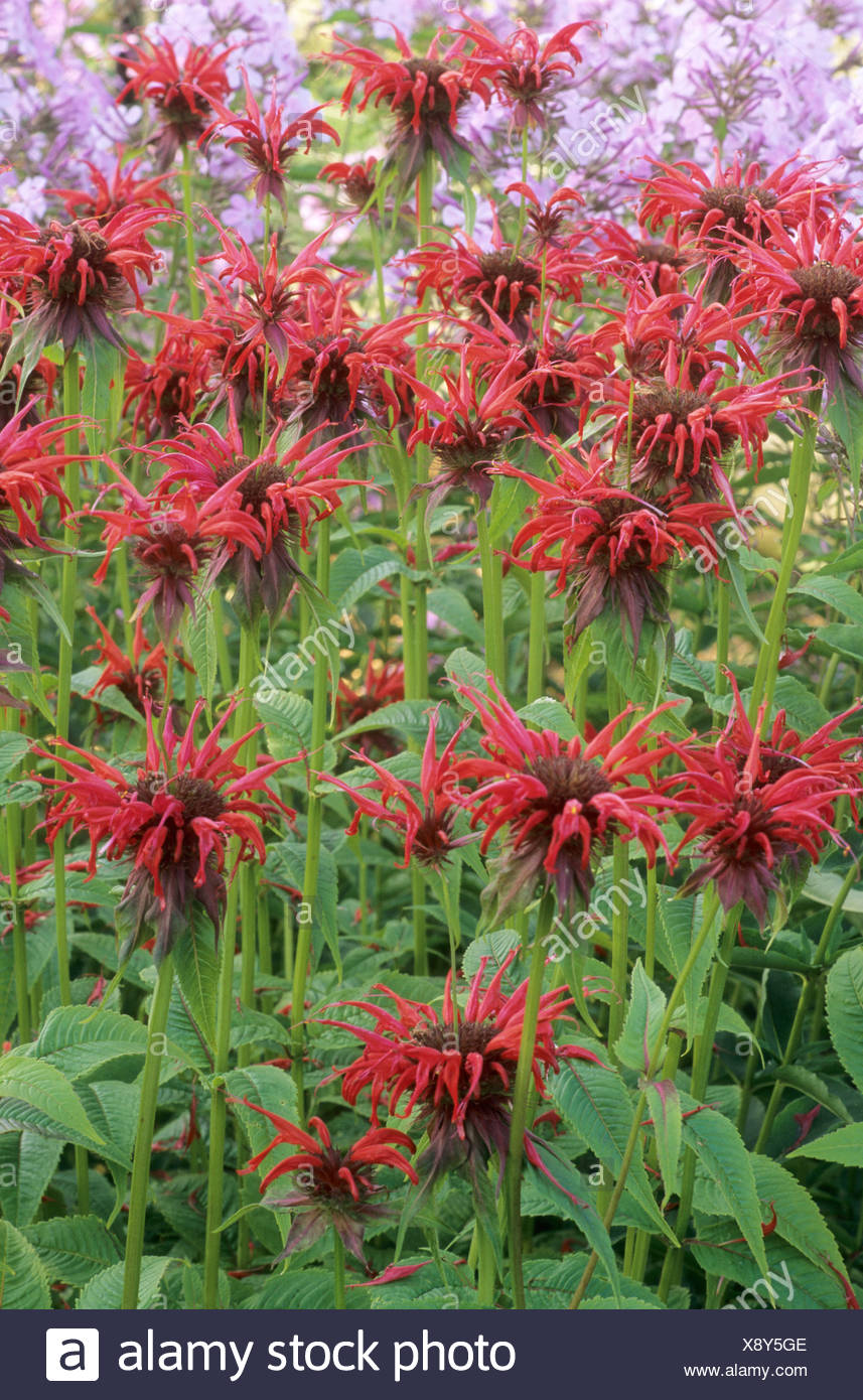 Squaw Flower High Resolution Stock Photography and Images - Alamy