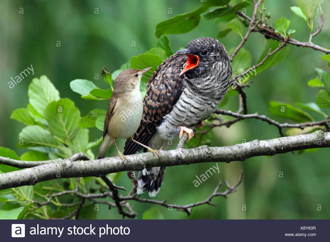 Cuckoo Chick Stock Photos & Cuckoo Chick Stock Images - Alamy