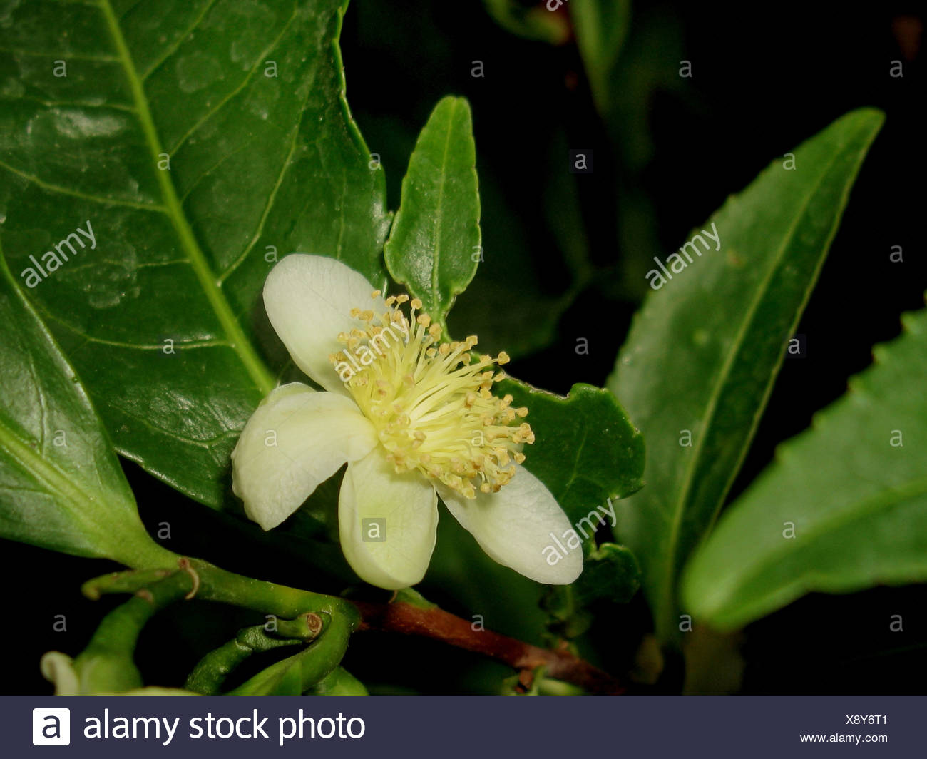 Camellia Sinensis (tea) Plant High Resolution Stock Photography and ...