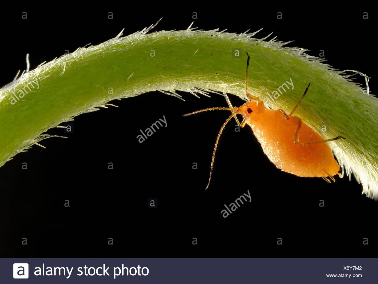 Plant Lice High Resolution Stock Photography and Images - Alamy