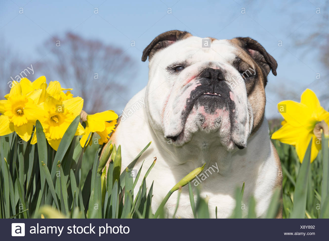 English Bulldog Flower High Resolution Stock Photography and Images - Alamy