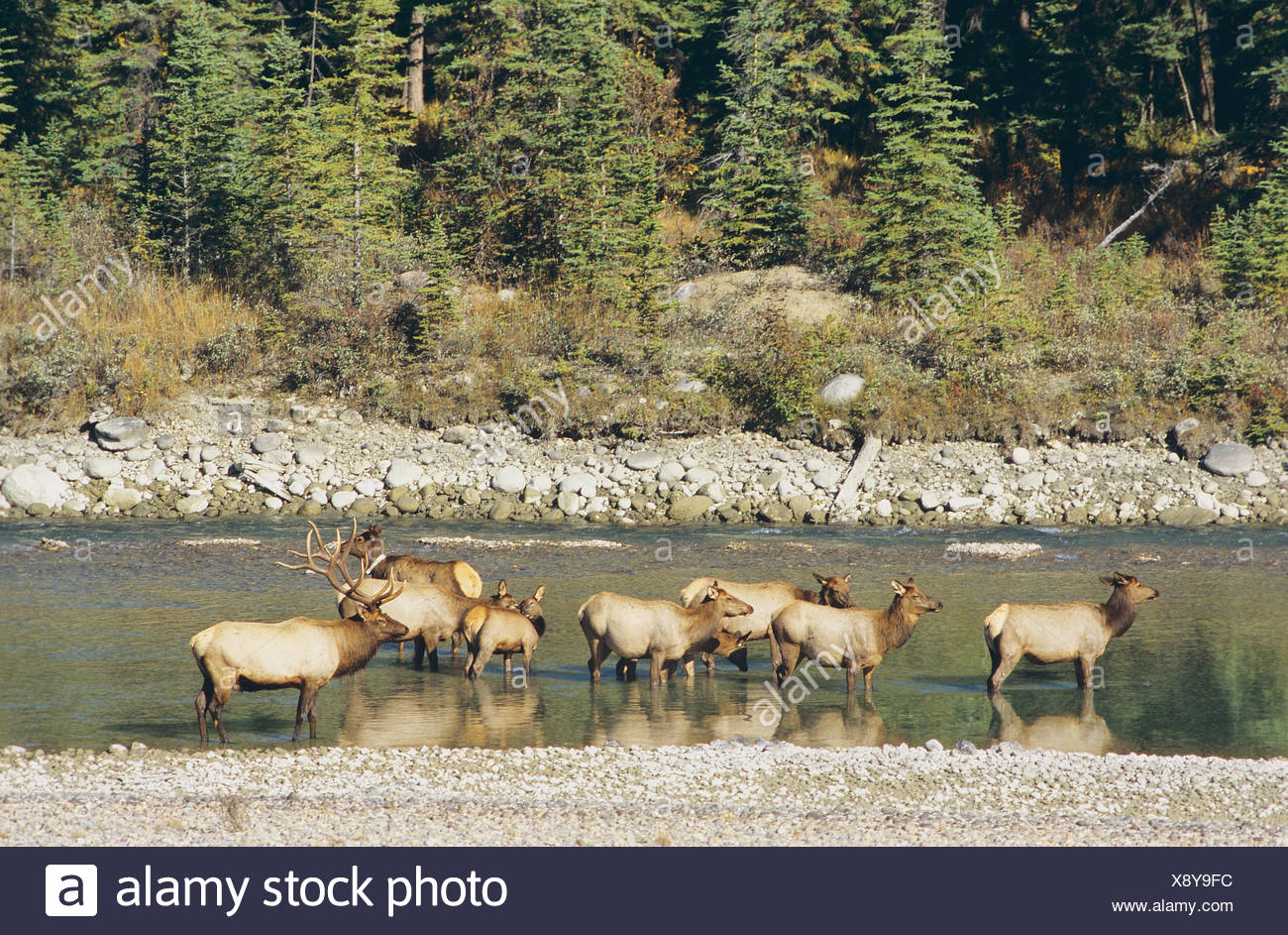 Wapitis High Resolution Stock Photography and Images - Alamy