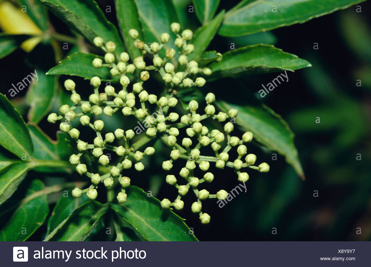 Hagenia Abyssinica Stock Photos & Hagenia Abyssinica Stock Images - Alamy