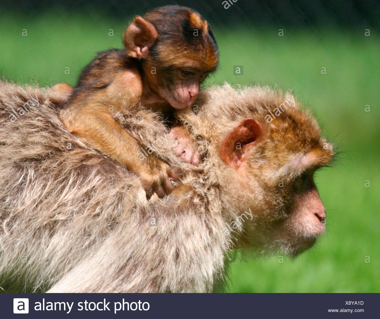 Klammeraffe High Resolution Stock Photography and Images - Alamy