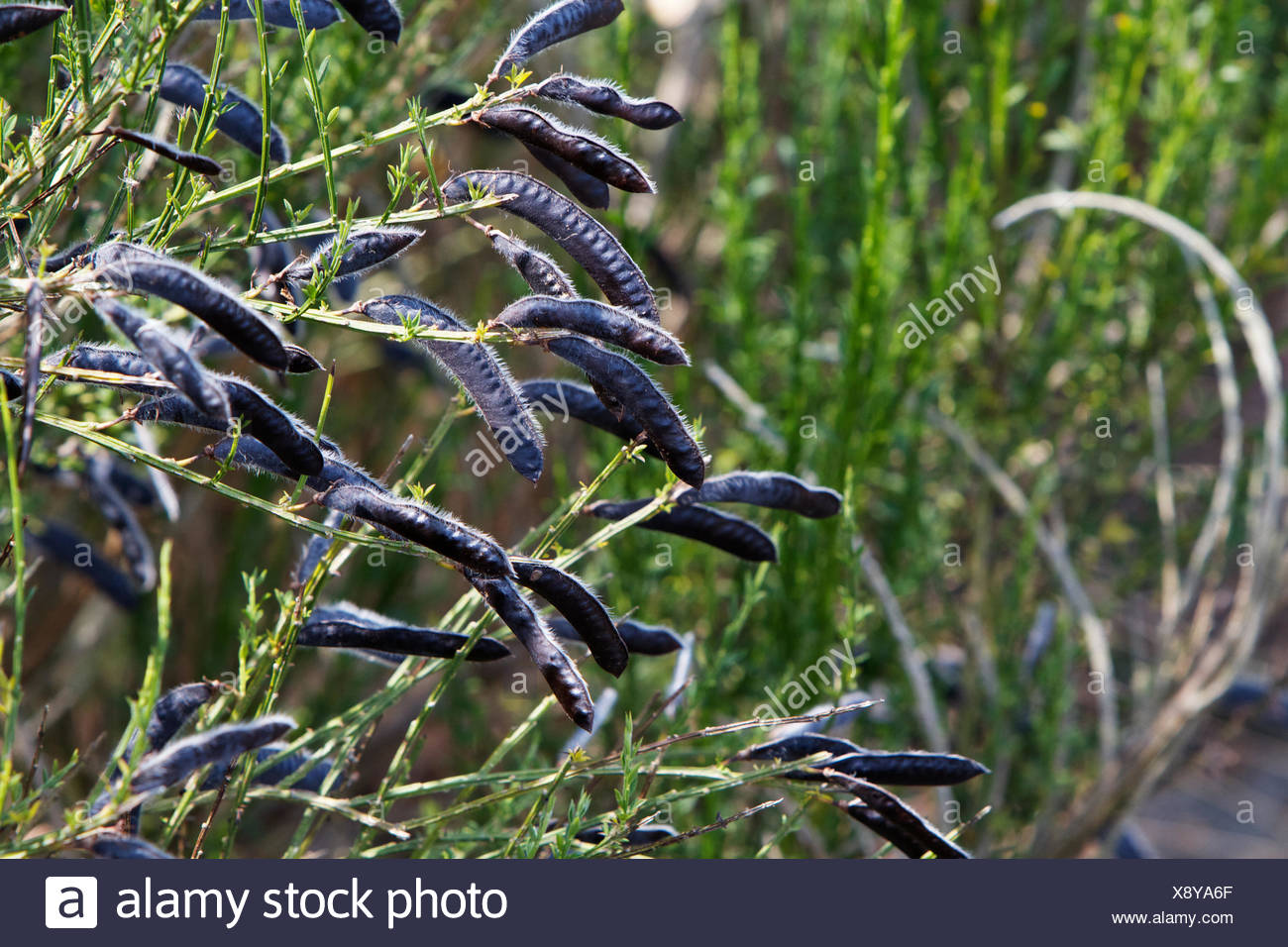 Fuzzy Seed Pods High Resolution Stock Photography and Images - Alamy