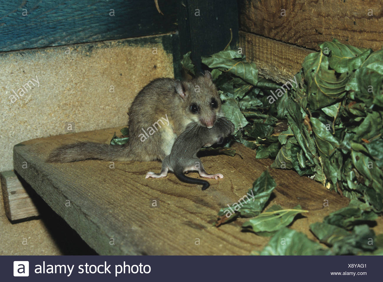 Fat Dormice High Resolution Stock Photography and Images - Alamy