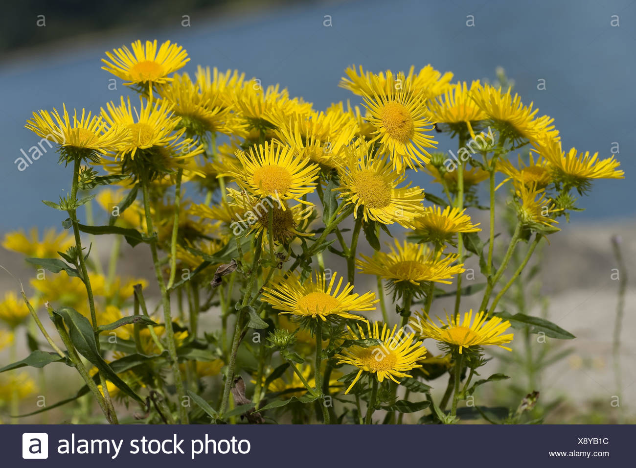 British Weeds High Resolution Stock Photography and Images - Alamy