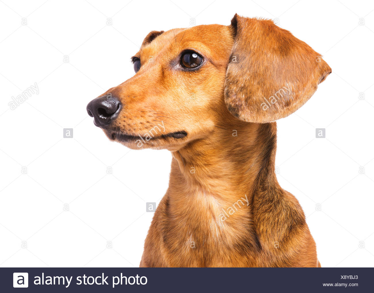 Worshond Stock Photos & Worshond Stock Images - Alamy