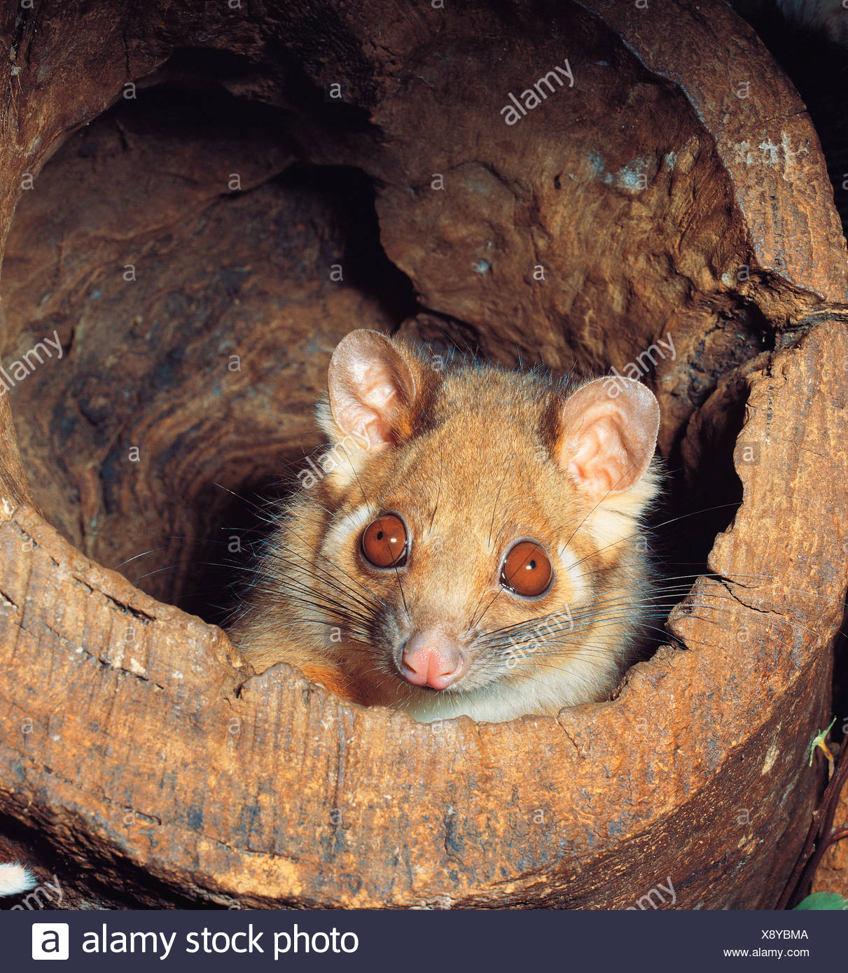 Possum Face High Resolution Stock Photography and Images - Alamy