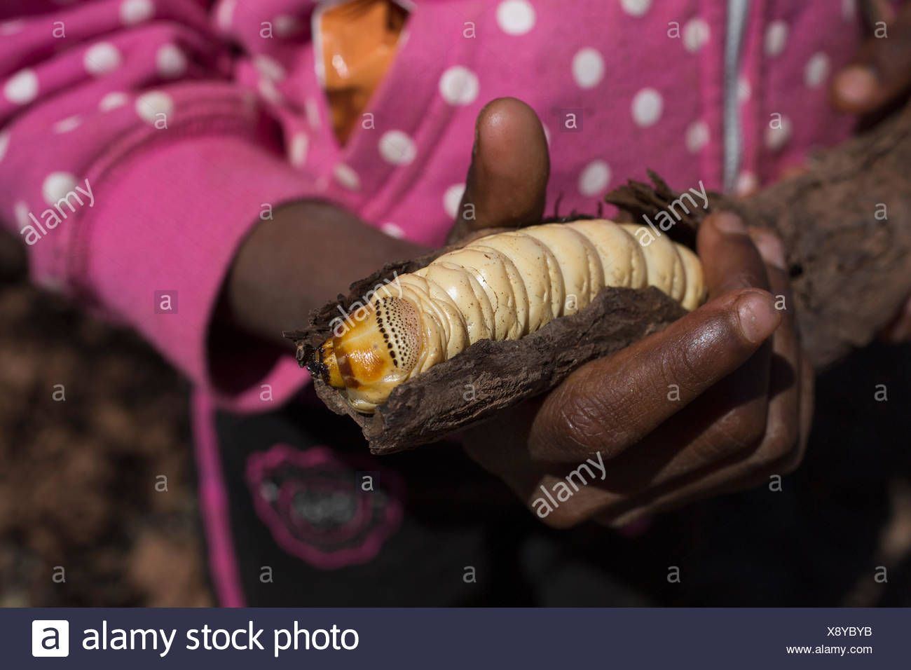 Witchetty Grub Australia High Resolution Stock Photography and Images ...
