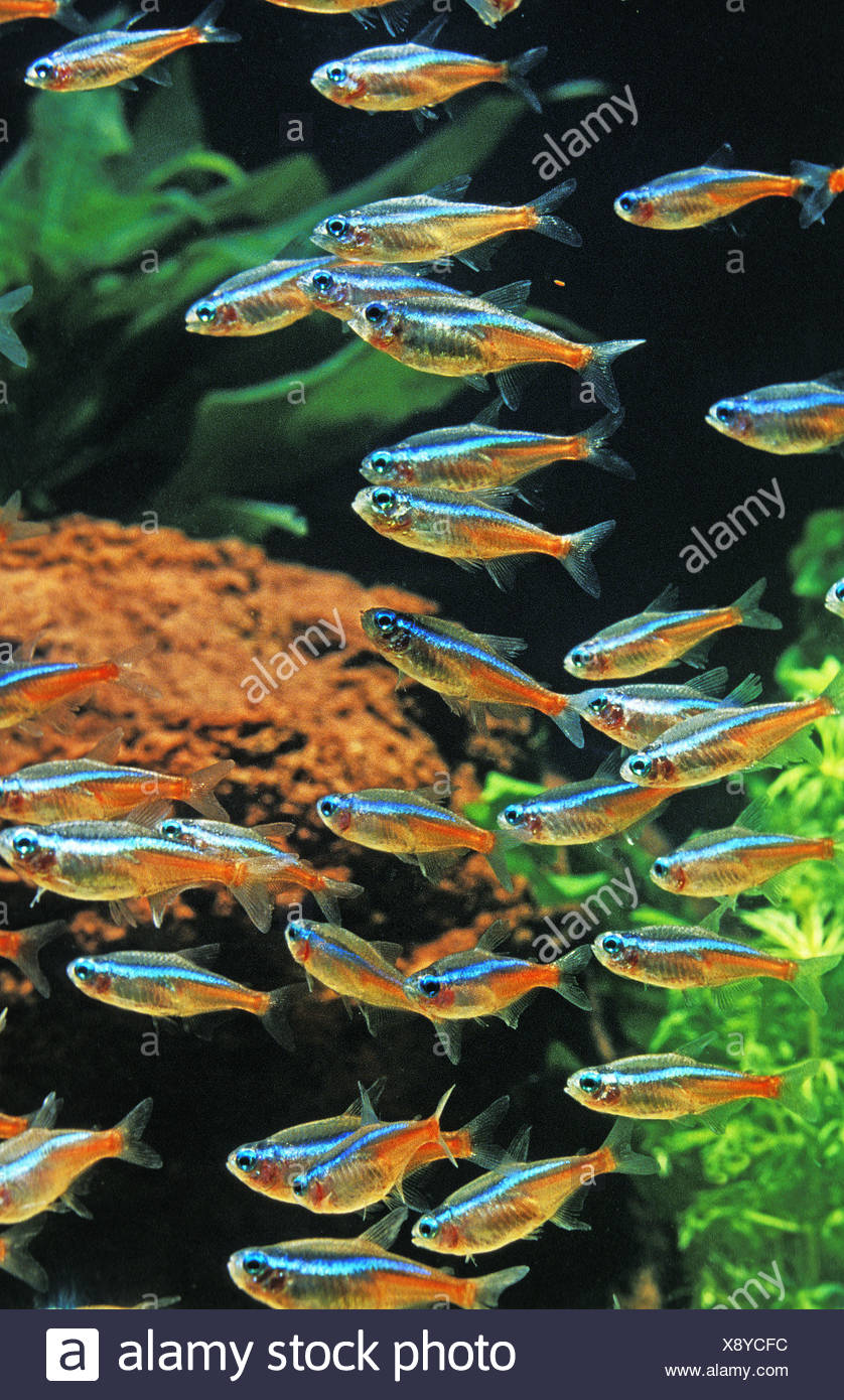 Hyphessobrycon Innesi High Resolution Stock Photography and Images - Alamy