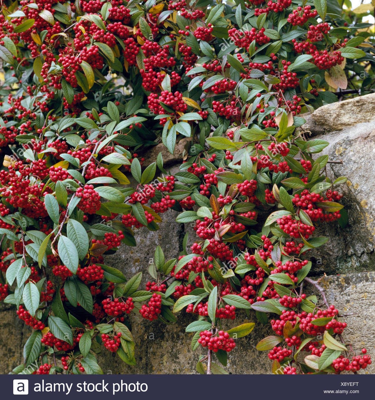 Cornubia Stock Photos & Cornubia Stock Images - Alamy