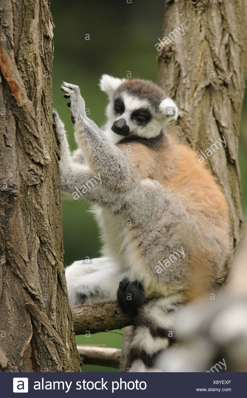 Strepsirhini Stock Photos & Strepsirhini Stock Images - Alamy