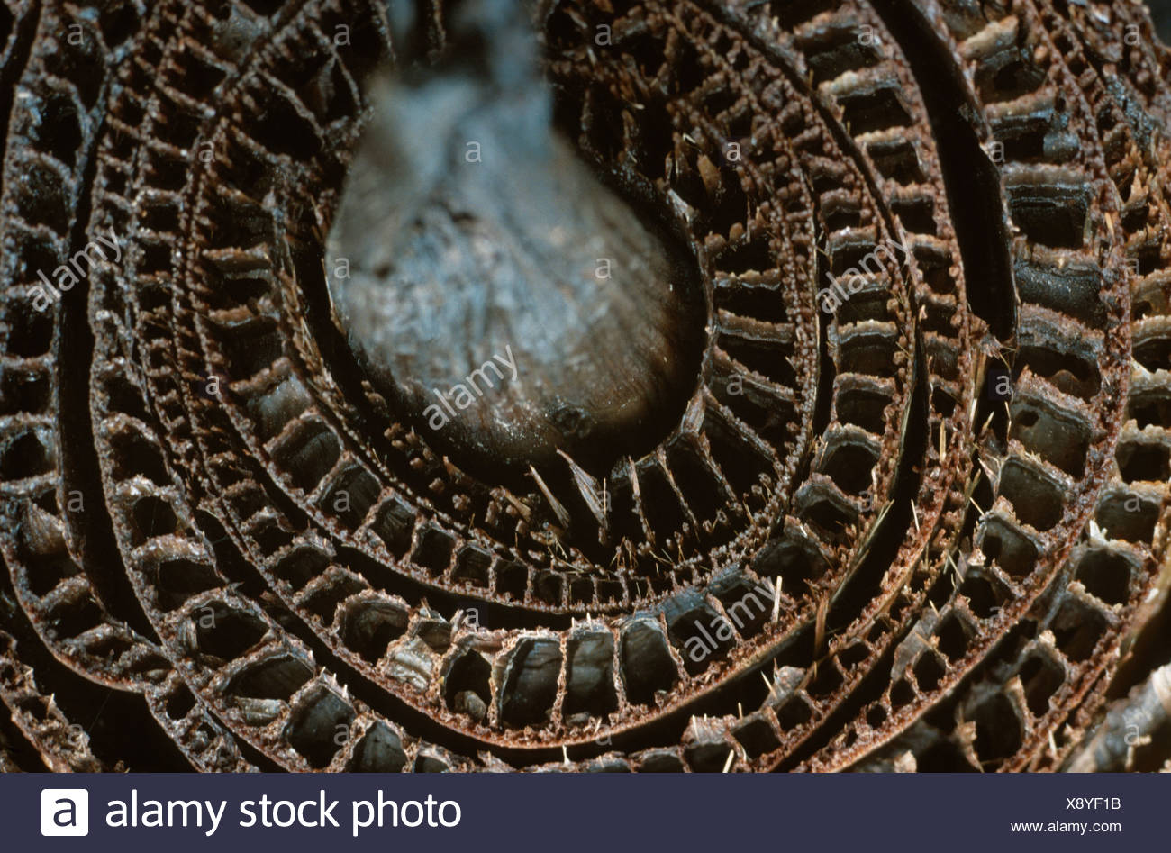 Banana Family Musaceae High Resolution Stock Photography and Images - Alamy