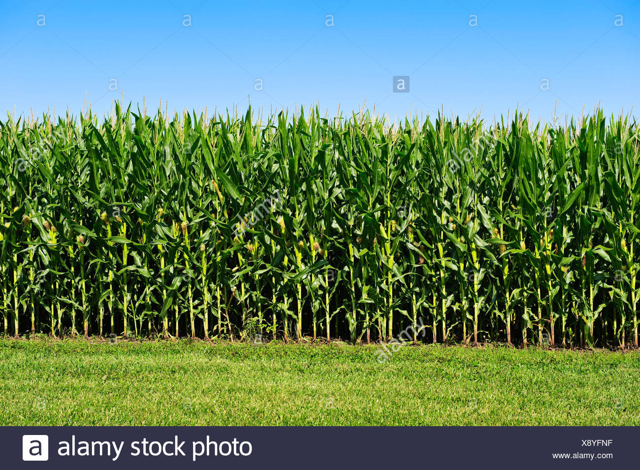 Stalks Of Grain High Resolution Stock Photography and Images - Alamy
