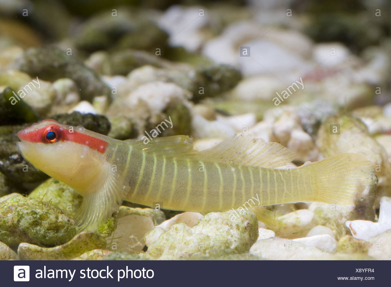 Multifasciatus High Resolution Stock Photography and Images - Alamy