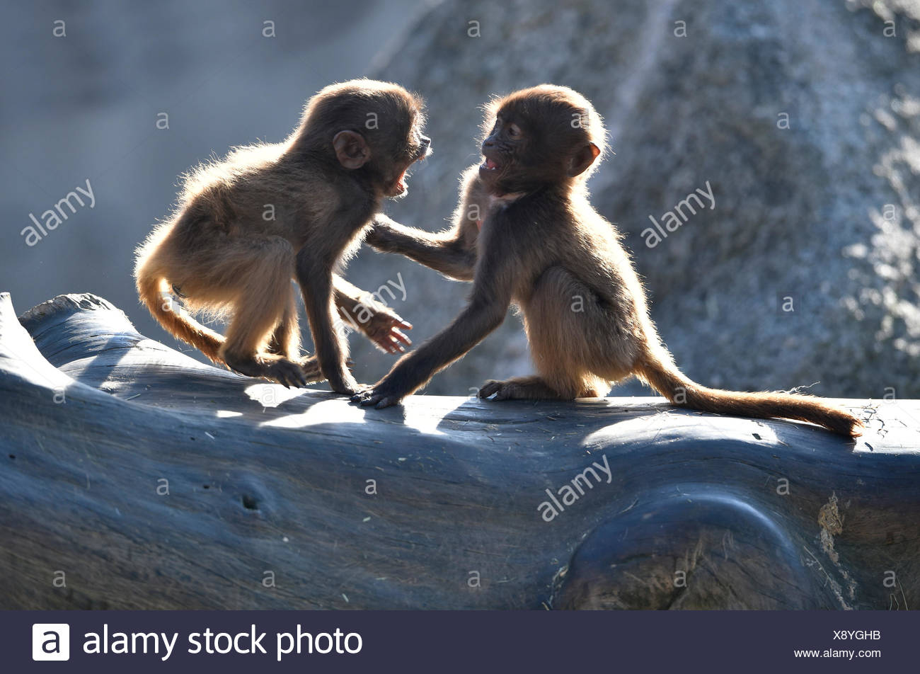 Gelada Monkeys High Resolution Stock Photography and Images - Alamy