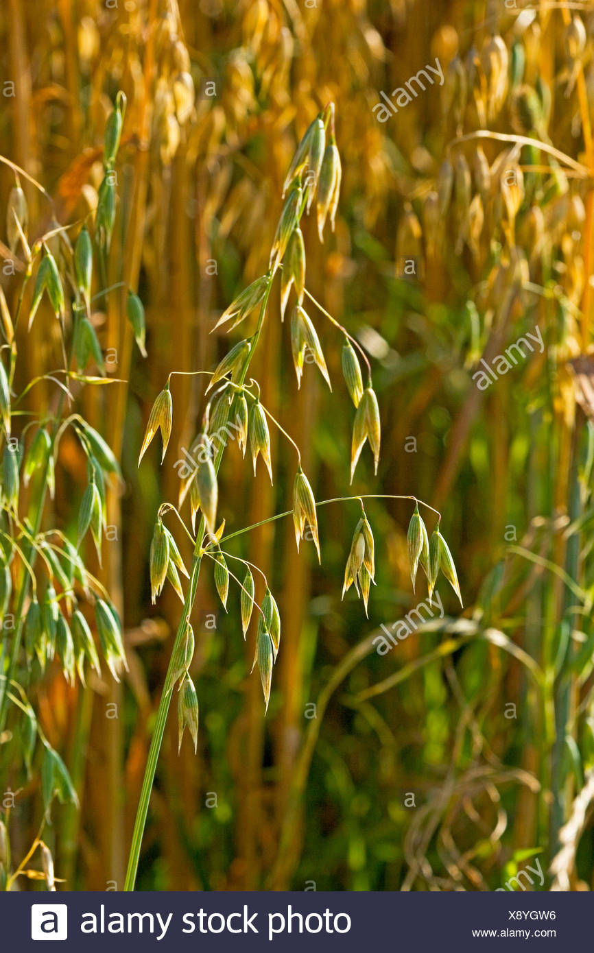 Hafer Pflanze Stock Photos & Hafer Pflanze Stock Images - Alamy