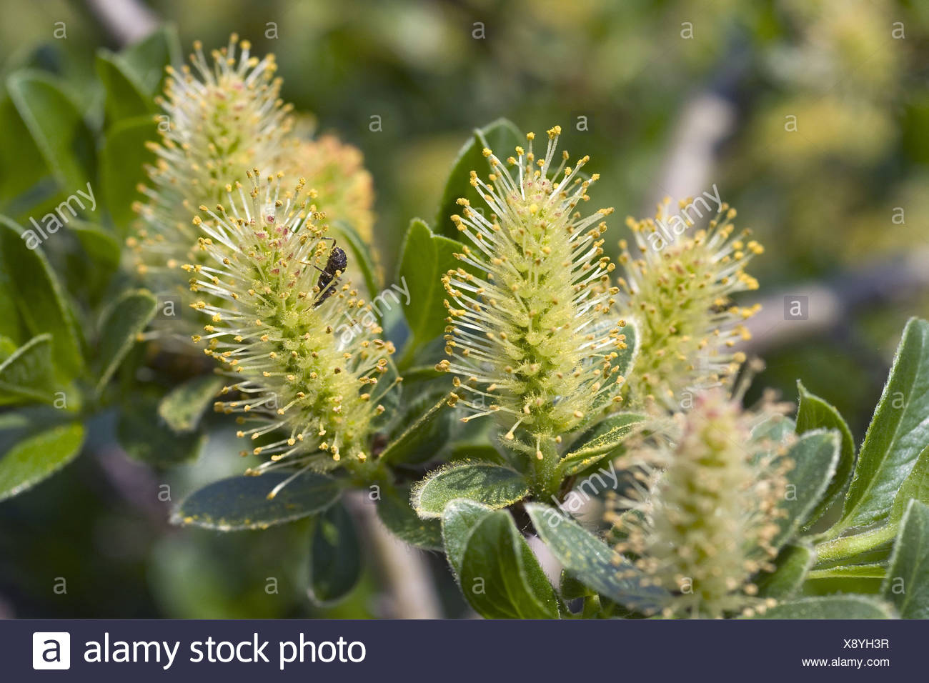 Dwarf Willow Tree High Resolution Stock Photography and Images - Alamy