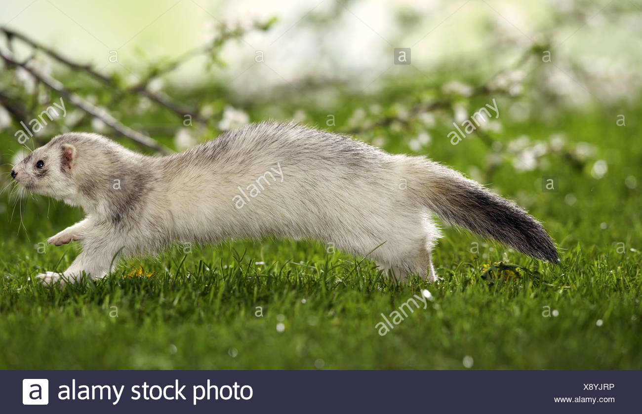 Running Ferret High Resolution Stock Photography and Images - Alamy