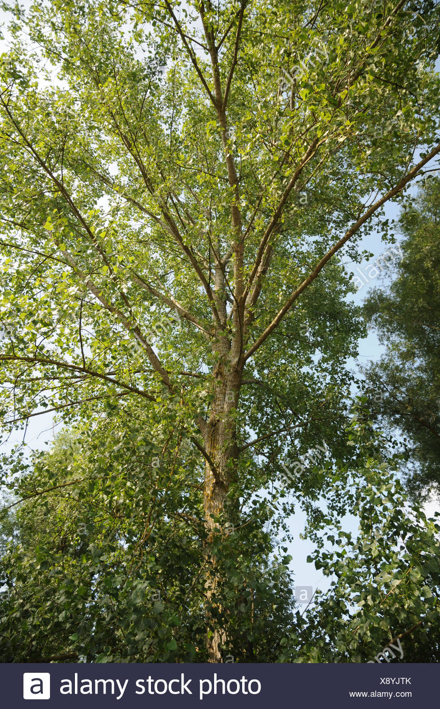 Populus X Canadensis High Resolution Stock Photography and Images - Alamy