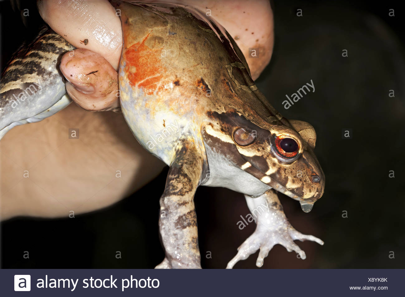 Jungle Amphibians High Resolution Stock Photography and Images - Alamy