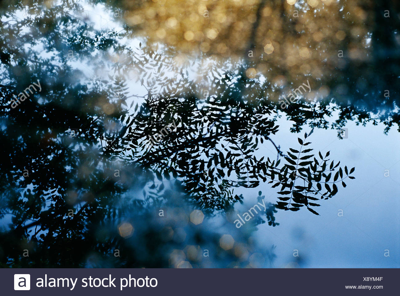 Twigs In Water High Resolution Stock Photography and Images - Alamy