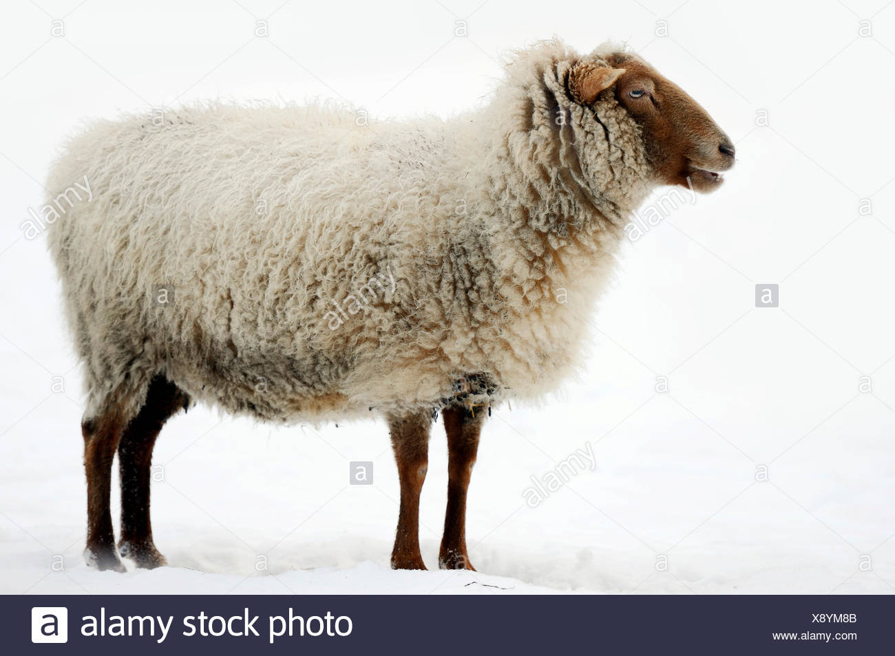 Fox Sheep High Resolution Stock Photography and Images - Alamy