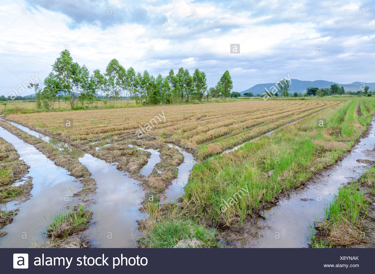 Dry Paddy Field High Resolution Stock Photography and Images - Alamy